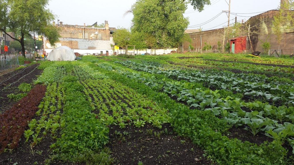 Chicago Patchwork Farms – Growing delicious vegetables with friends in ...