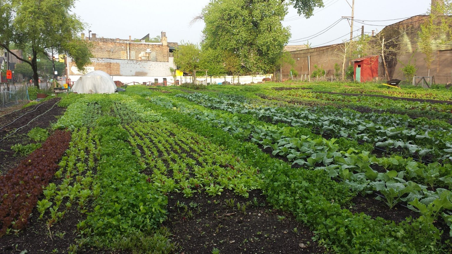 Chicago Patchwork Farms – Growing delicious vegetables with friends in ...