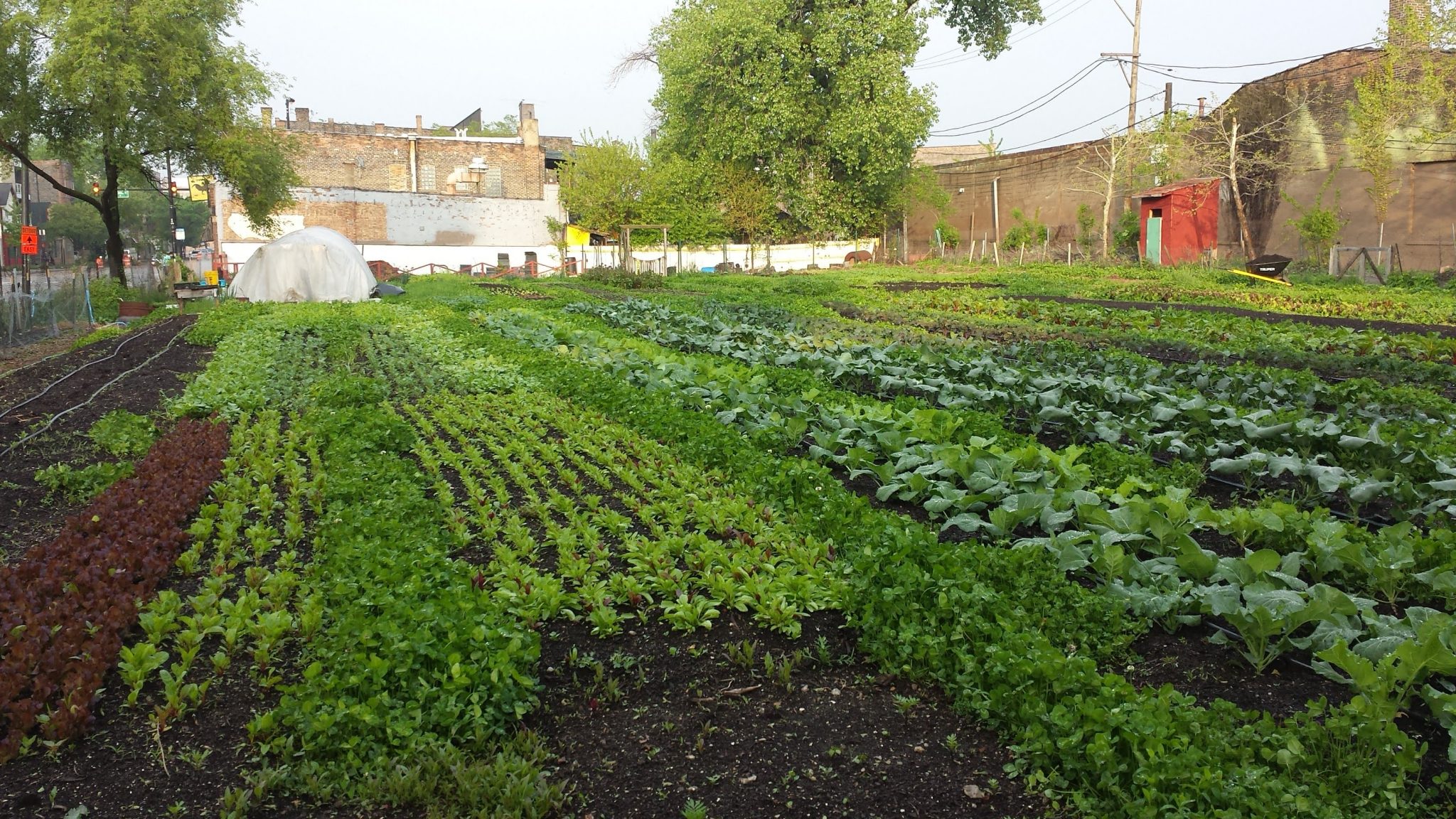 Chicago Patchwork Farms – Growing delicious vegetables with friends in ...