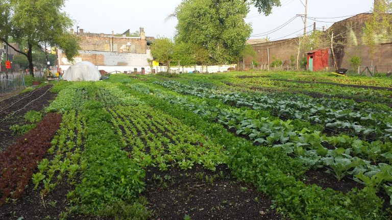 Chicago Patchwork Farms – Growing delicious vegetables with friends in ...